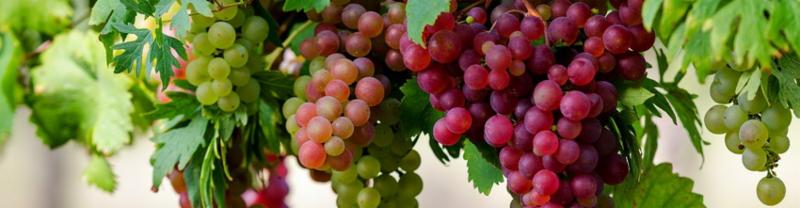 FEAST OF ASSUMPTION OF THE HOLY MOTHER OF GOD - GRAPE BLESSING - St ...